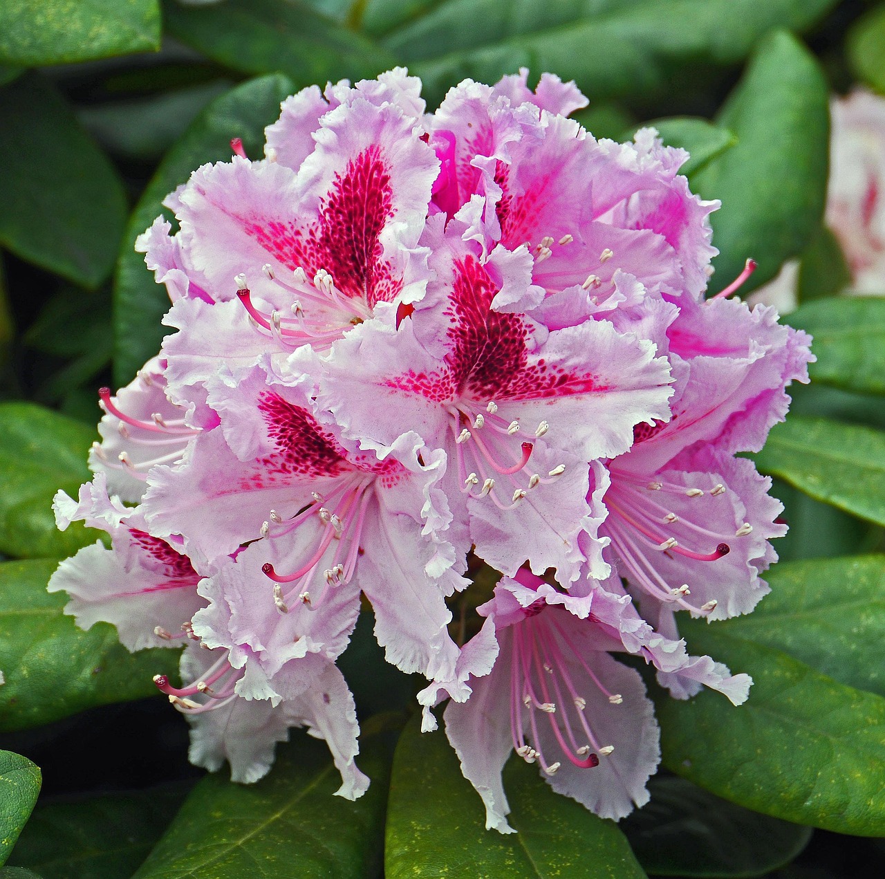 Rhododendron Blossom Bloom - Free photo on Pixabay - Pixabay