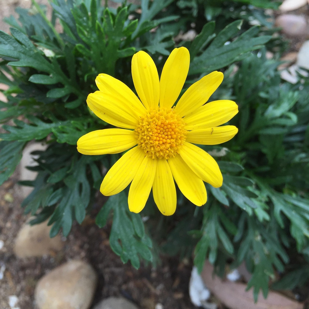 Europsy Flower Yellow - Free photo on Pixabay - Pixabay