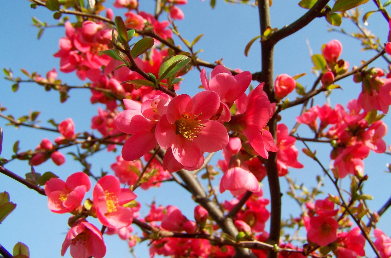 Plus de 500 photos gratuites de Coing et de Nature - Pixabay