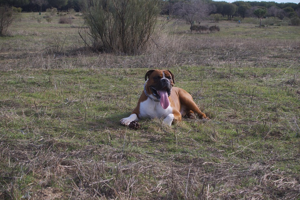 Boxer Perro Dog - Foto gratis en Pixabay - Pixabay