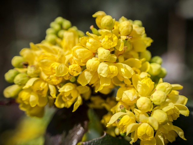 Barberry Bunga Tunas - Foto gratis di Pixabay