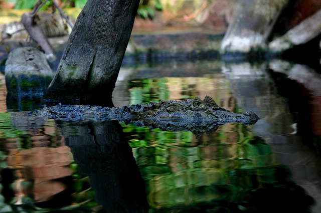 Cocodrilo Animal Naturaleza - Foto gratis en Pixabay - Pixabay