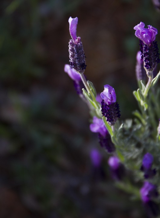Kuncup Lavender - Foto gratis di Pixabay - Pixabay