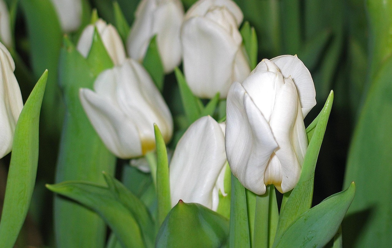 Bunga Tulip Putih Mekar