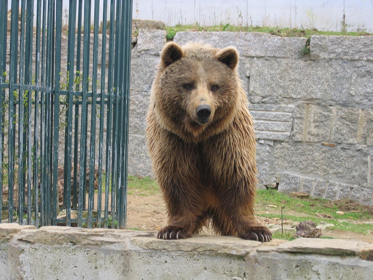 Animal Oso - Foto gratis en Pixabay - Pixabay