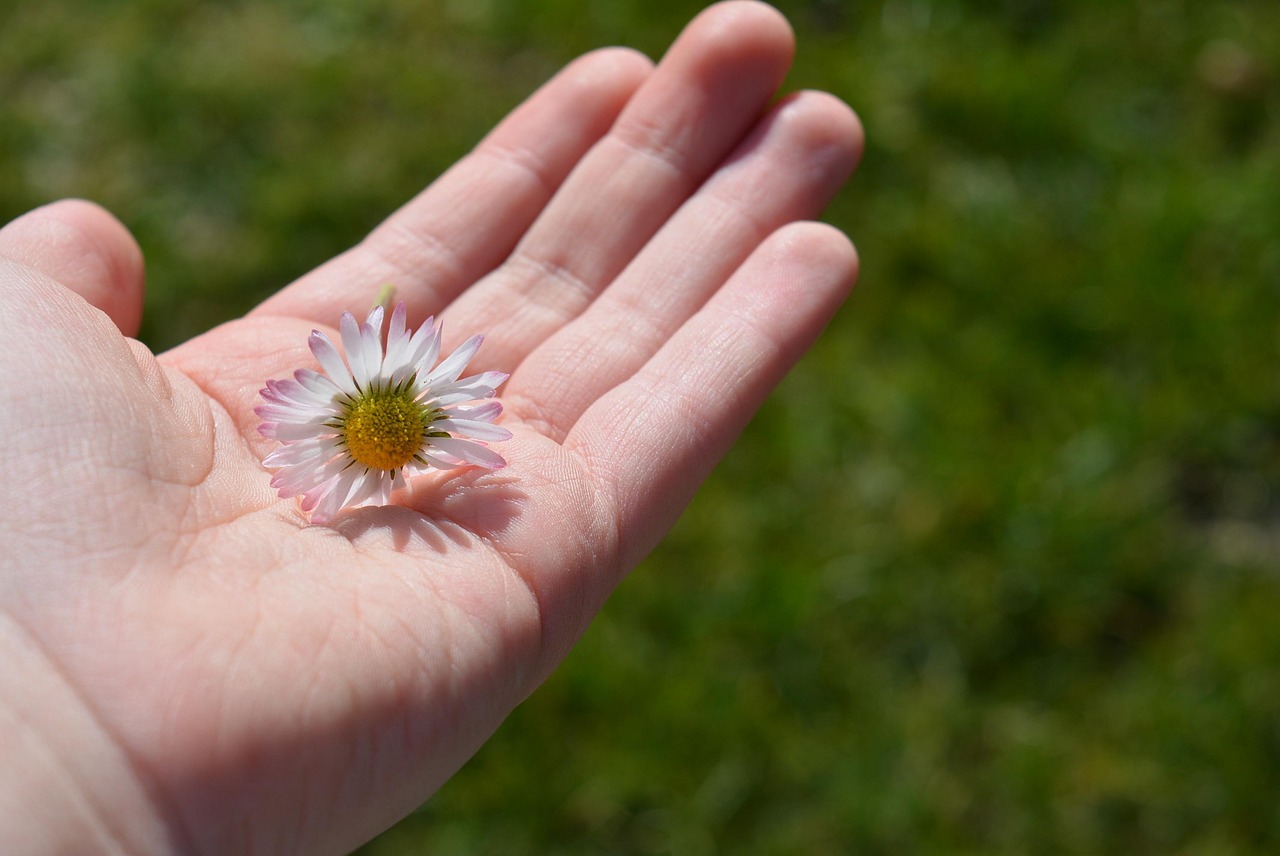 Hand Daisy Satisfaction - Free photo on Pixabay - Pixabay
