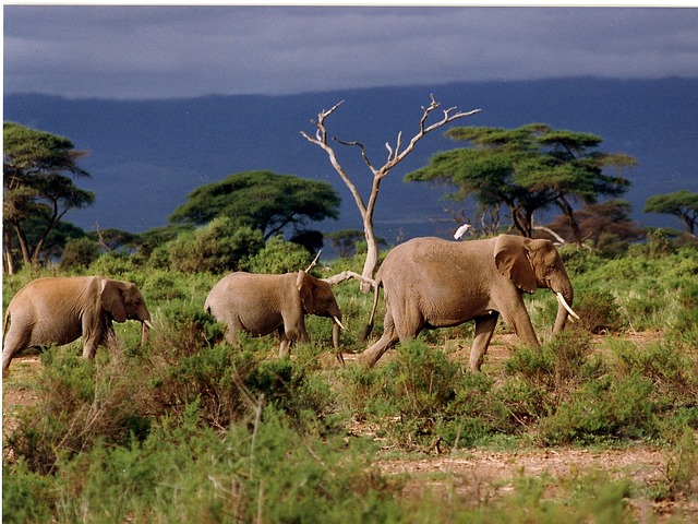 Animal Wild Animals Mammals - Free photo on Pixabay - Pixabay