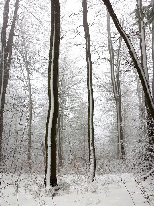 Winter Bäume Wald - Kostenloses Foto auf Pixabay - Pixabay