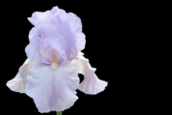 300+ Free Blue Iris & Iris Photos - Pixabay