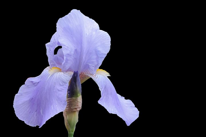 300+ Free Blue Iris & Iris Photos - Pixabay