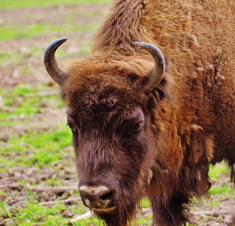 Bison Wildpark Poing Wild Animal - Free photo on Pixabay - Pixabay