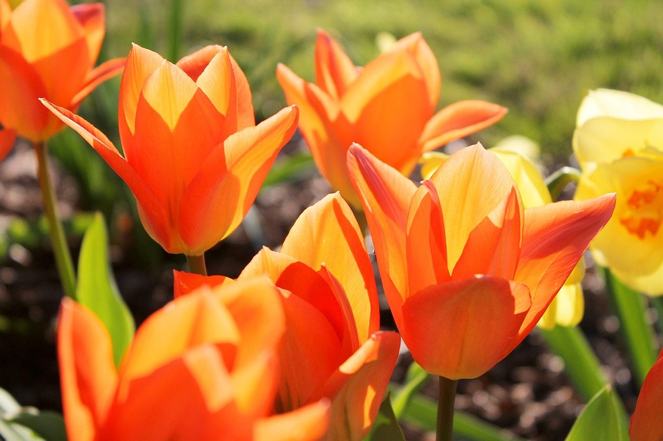 Tulipes Orange Le Printemps - Photo gratuite sur Pixabay - Pixabay