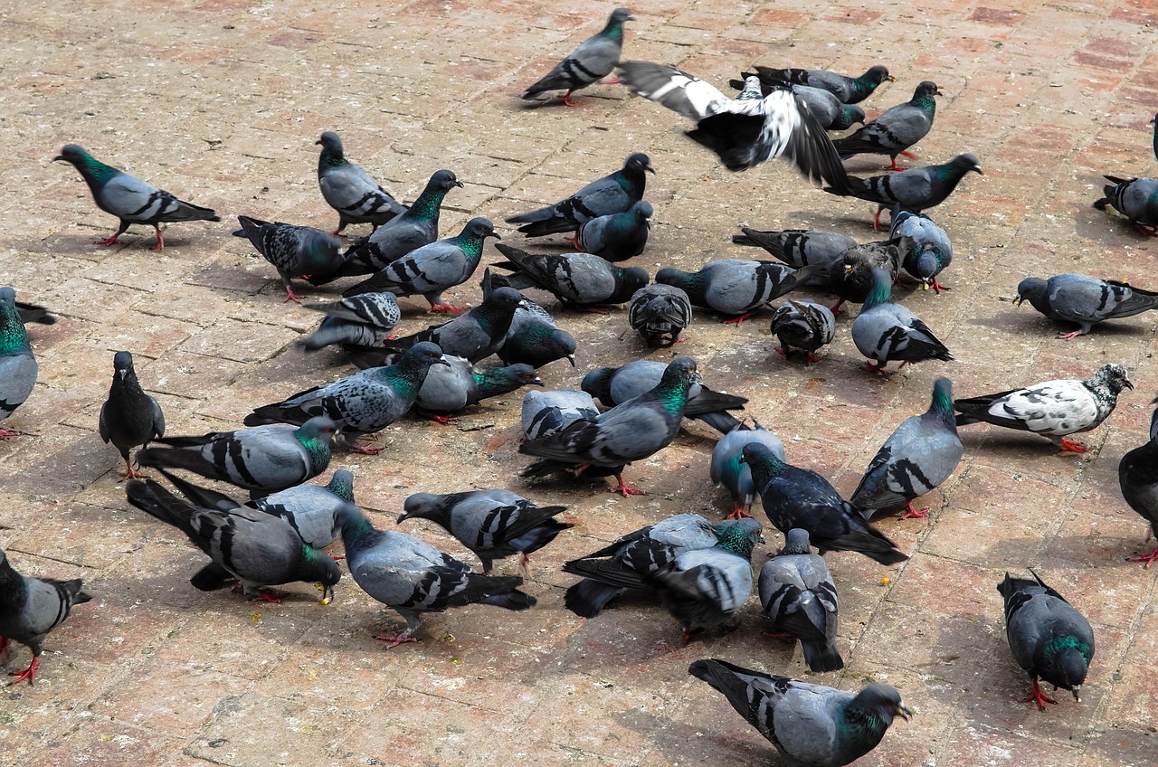 Pigeon Temple Hindu - Free photo on Pixabay - Pixabay