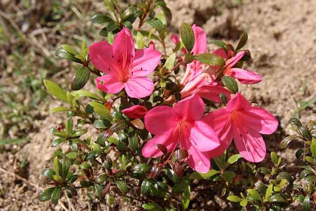 Azalea Spring Nature - Free photo on Pixabay