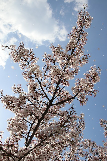 Cherry Blossom April Spring - Free photo on Pixabay - Pixabay