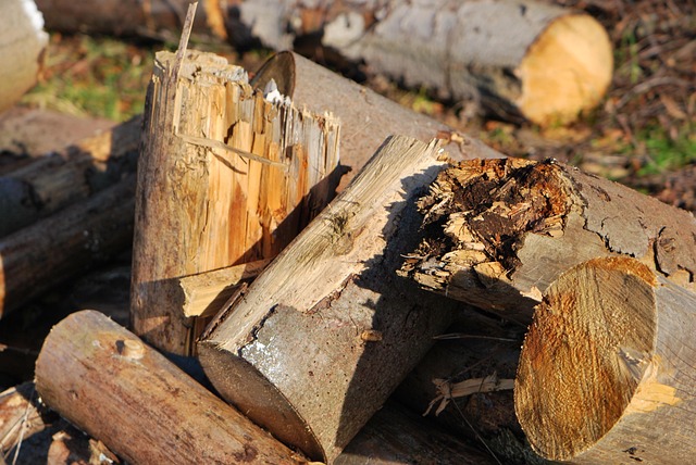 Madera Árbol - Foto gratis en Pixabay - Pixabay