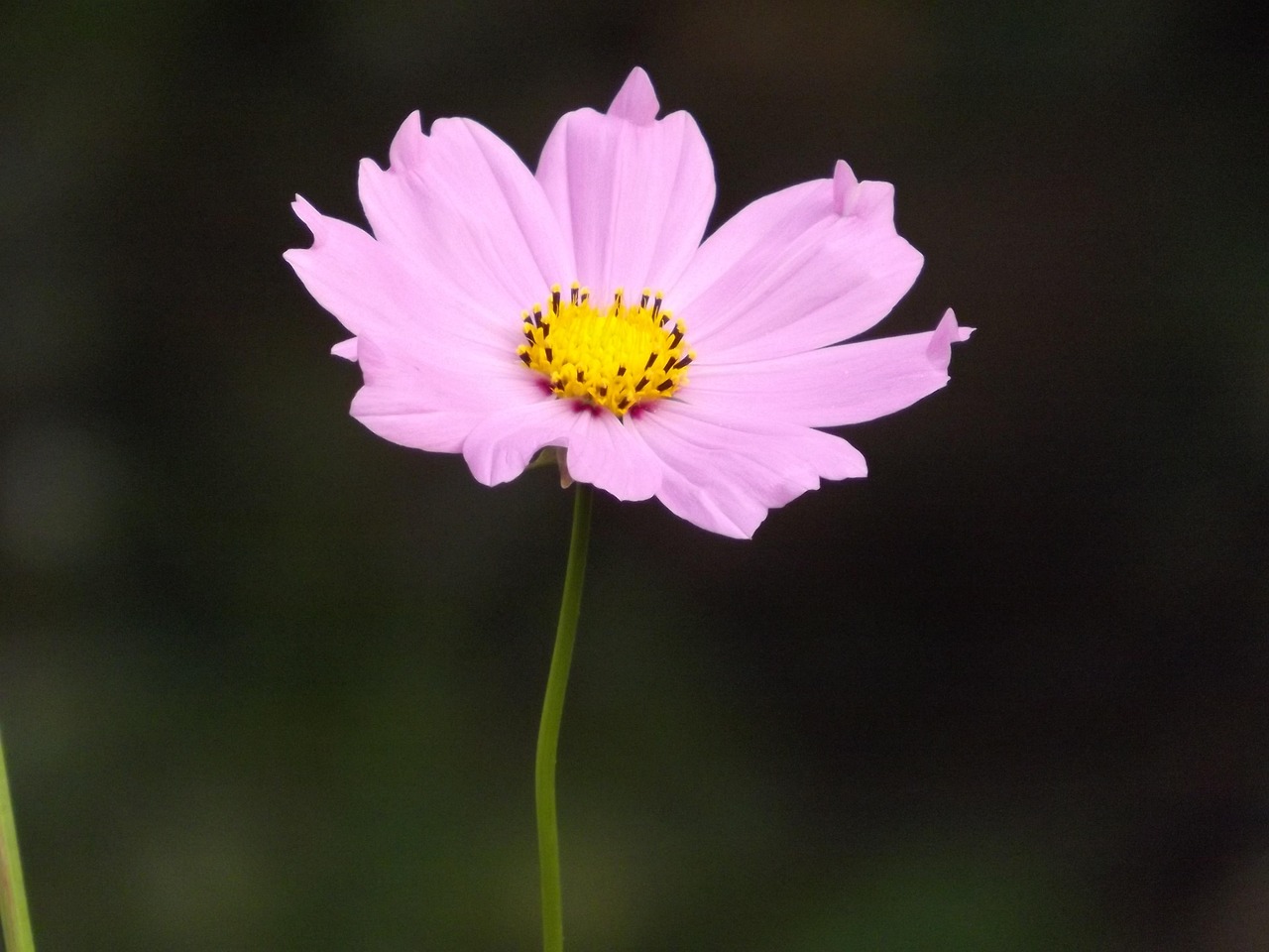 Pink Flower Spring - Free photo on Pixabay - Pixabay