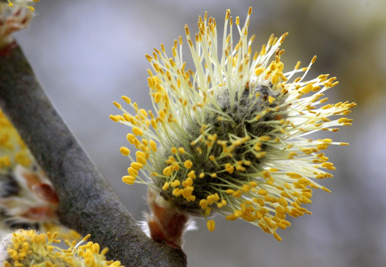 Willow Catkin Bloom Spring - Free photo on Pixabay - Pixabay