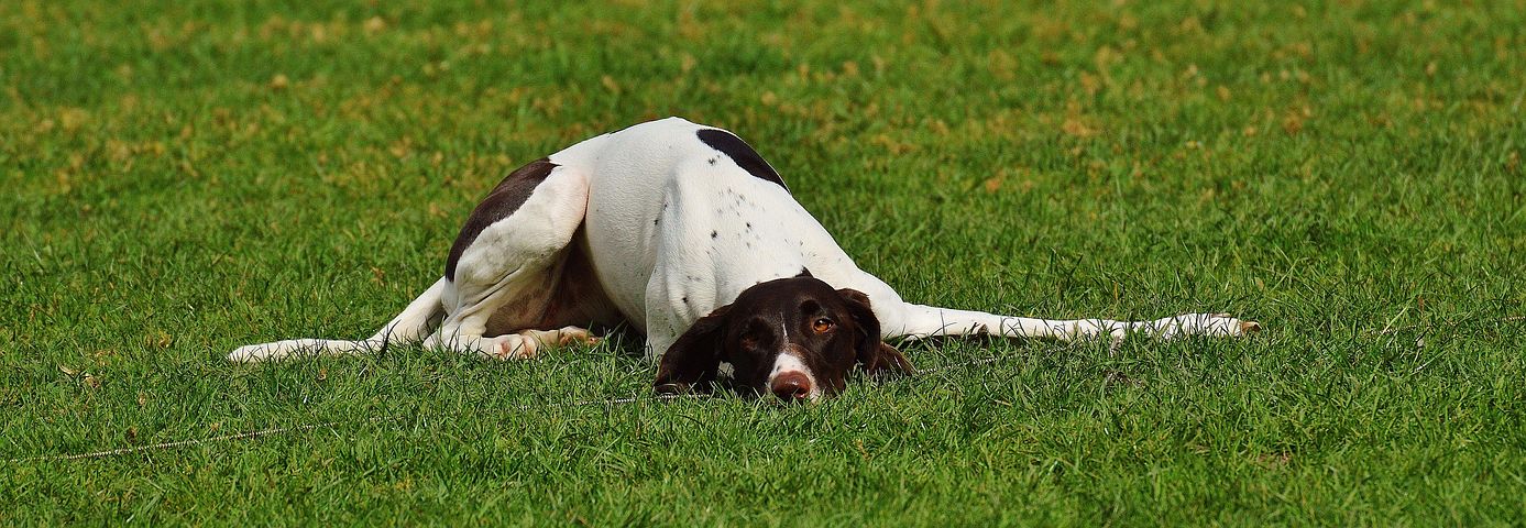 Más de 600 imágenes gratis de Perros Relajado y Perro - Pixabay