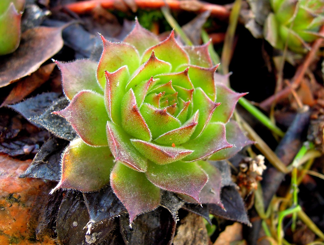 Plante De Roche Fleur Le Printemps - Photo gratuite sur Pixabay - Pixabay