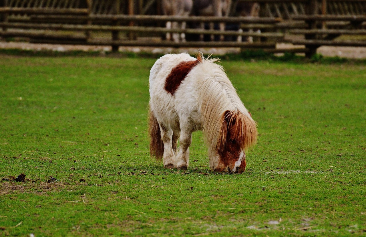 Pony Wildpark Poing White - Free photo on Pixabay - Pixabay