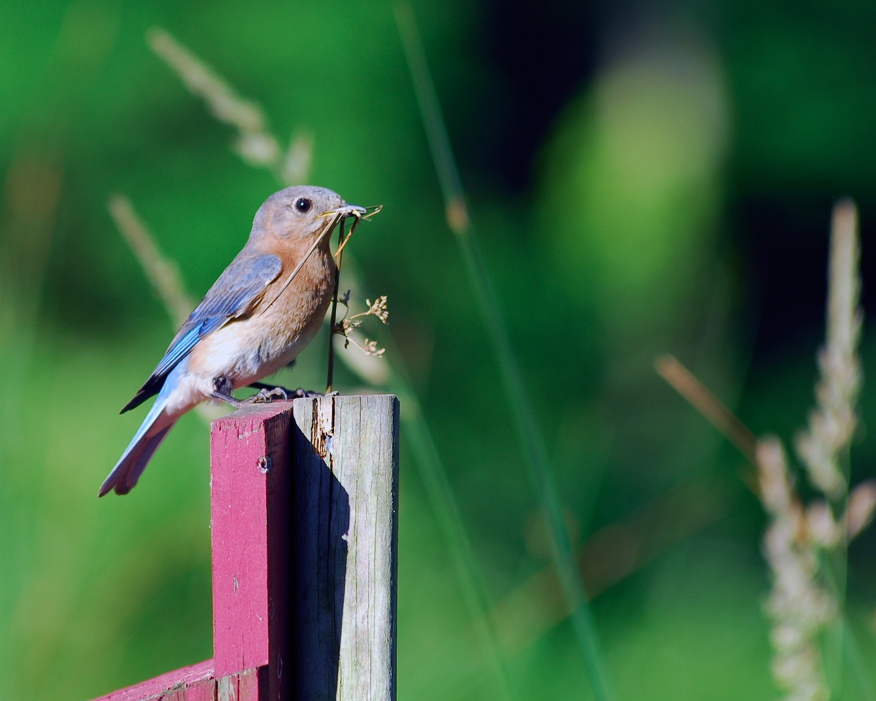 Female Blue Bird - Free photo on Pixabay - Pixabay