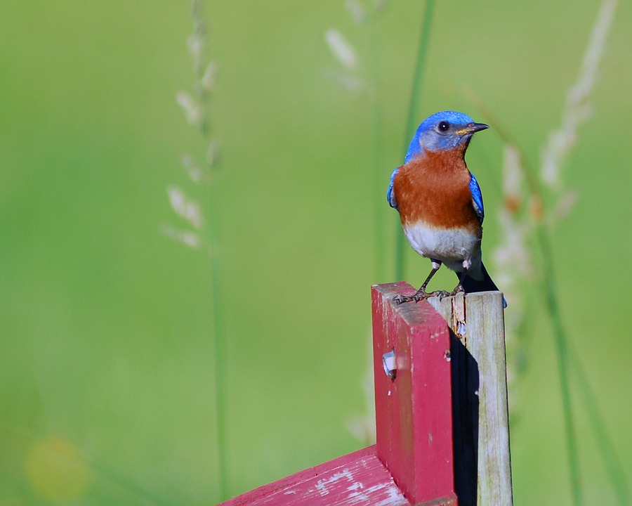 Pájaro Azul Macho Blue Bird - Foto gratis en Pixabay - Pixabay