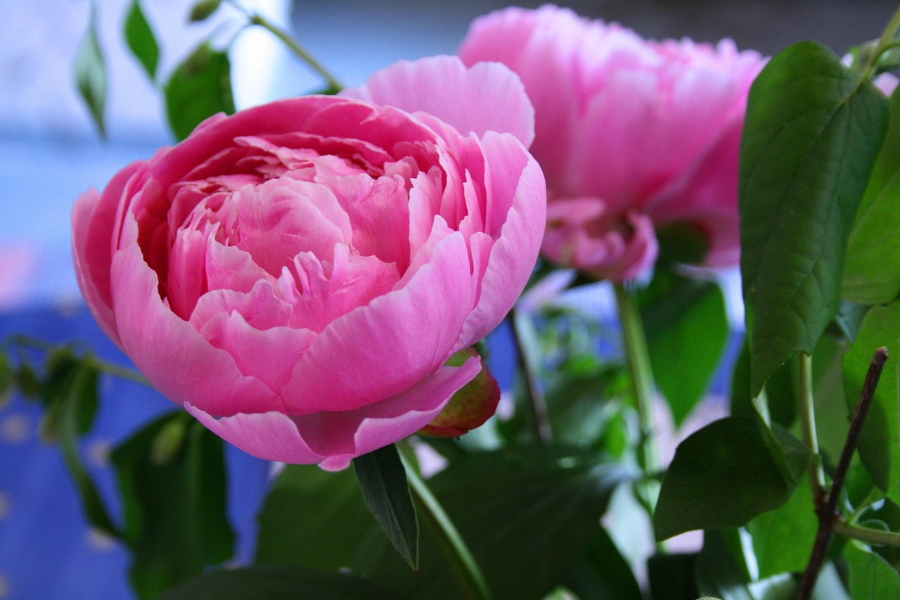 Pfingstrose Blume - Kostenloses Foto auf Pixabay - Pixabay