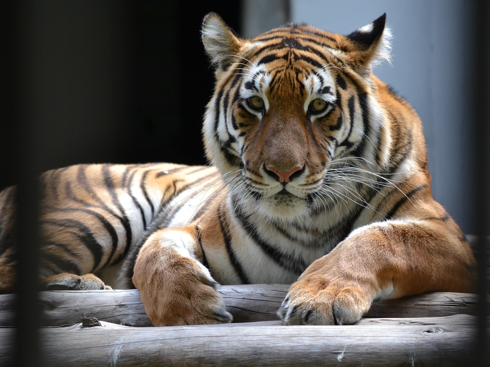 Animal Tiger Mammal - Free photo on Pixabay - Pixabay