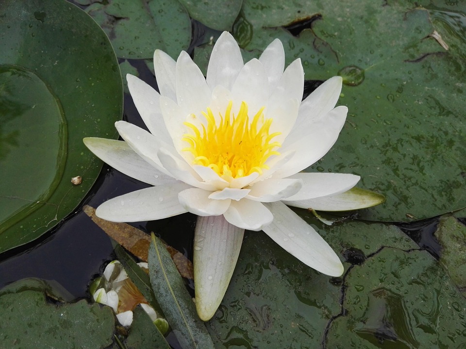 Planta Flores Lotus Lirio De - Foto gratis en Pixabay