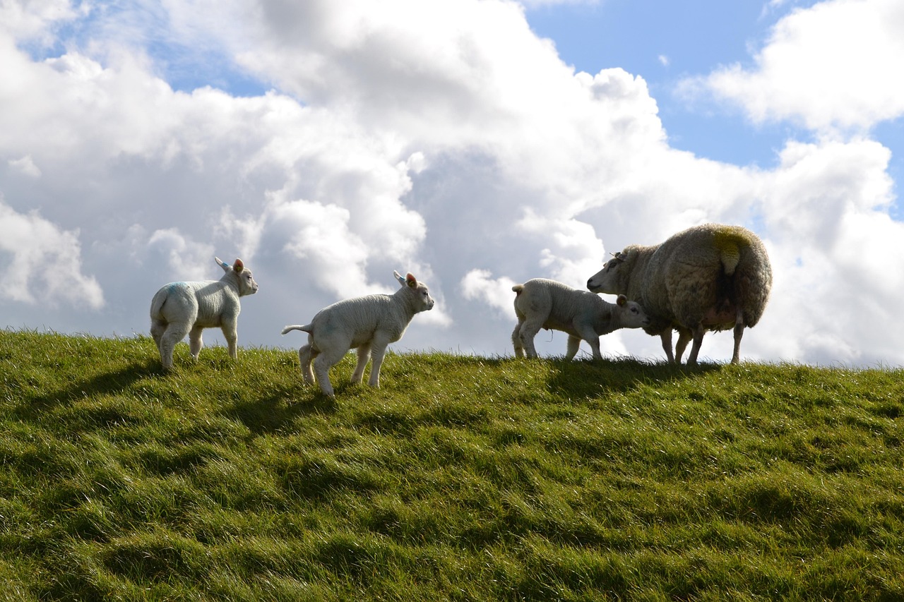 Lamb Farm Yard Sheep - Free photo on Pixabay - Pixabay