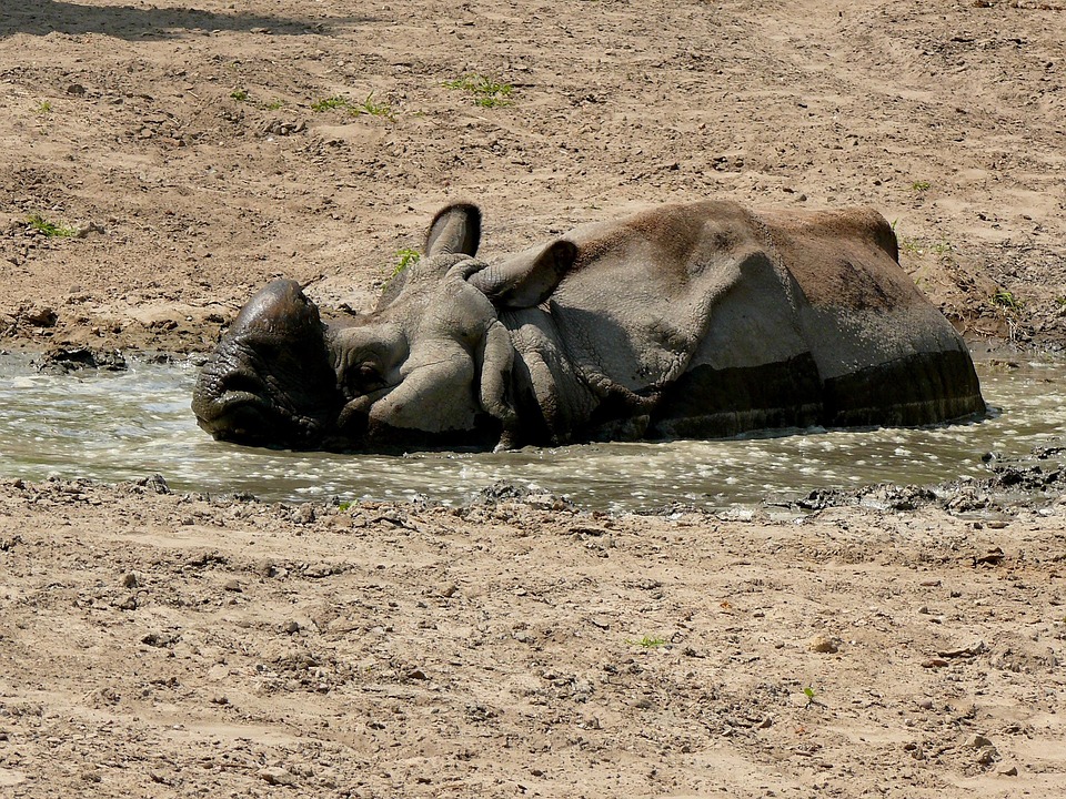 Rhinoceros Large Animal Savanna - Free photo on Pixabay - Pixabay
