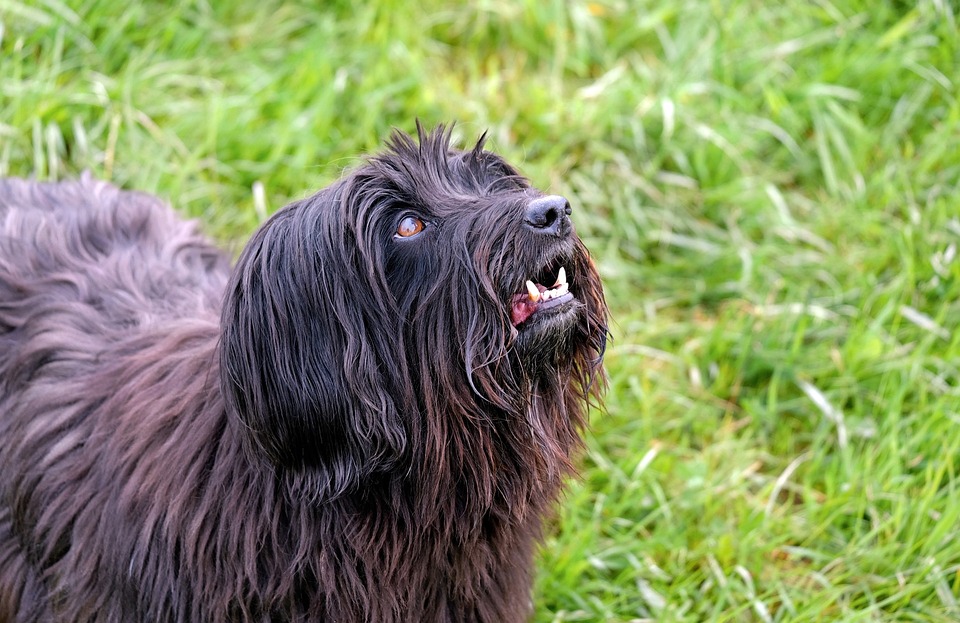 Perro Animal Híbrido - Foto gratis en Pixabay - Pixabay
