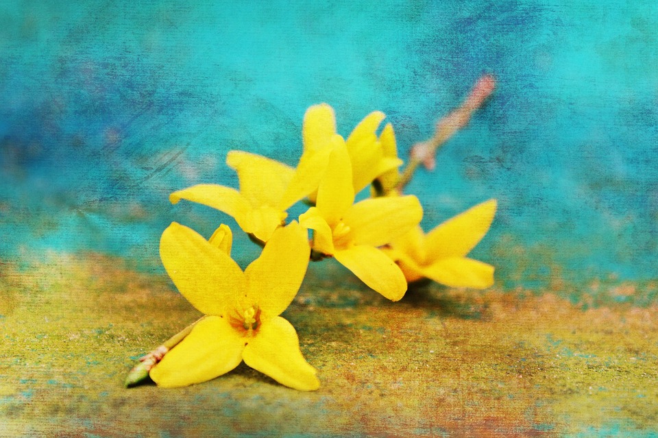 Download Gold Bush, Easter Shrub, Gold Bells. Royalty-Free Stock ...