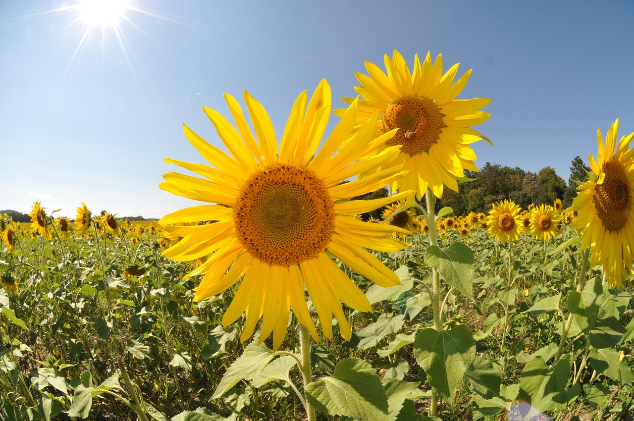Girasol Campo Sol - Foto gratis en Pixabay - Pixabay