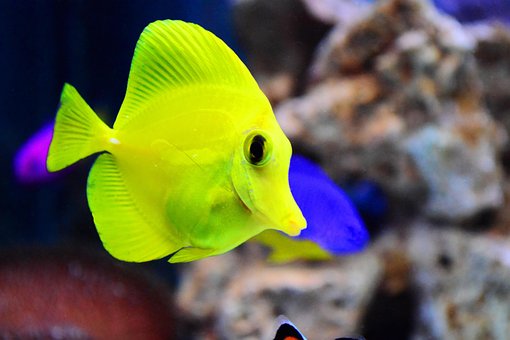 10+ Free Yellow Tang & Fish Images - Pixabay