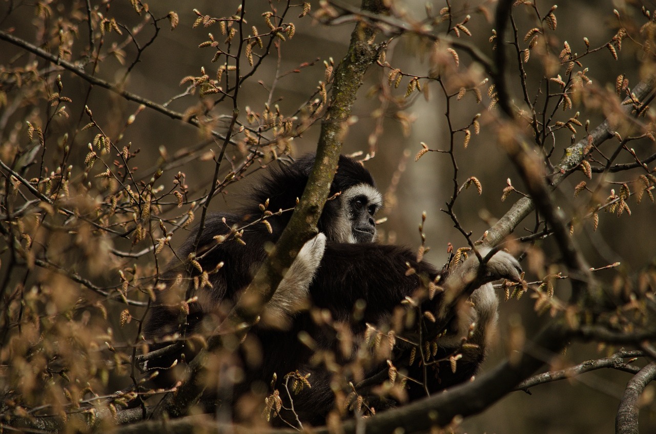 Gibbon Ape Tree - Free photo on Pixabay
