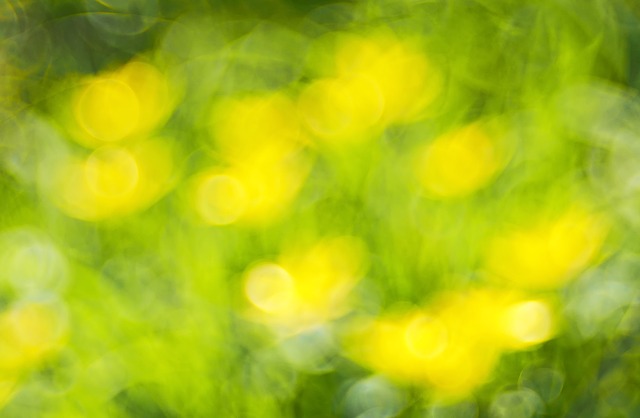 Download Coulter Bock Flowers, Artistic, Yellow. Royalty-Free Stock ...