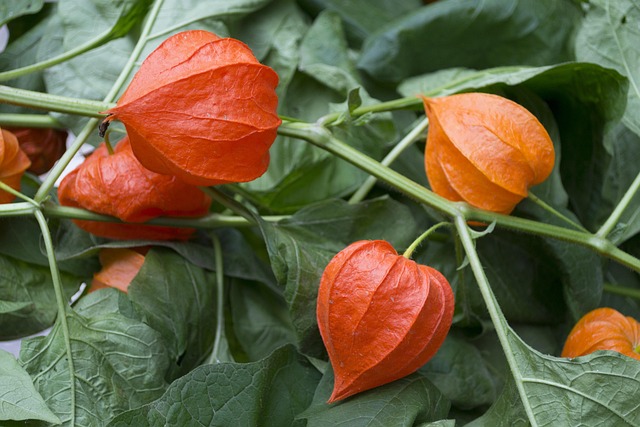 Physalis Flower Flora - Free photo on Pixabay - Pixabay