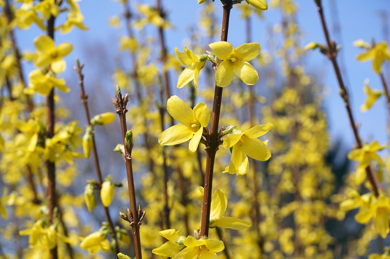 Forsythia Sepals Golden Lilac Gold - Free photo on Pixabay