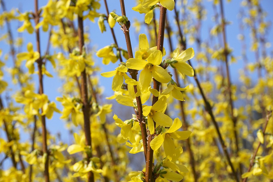 Forsythia Sepals Golden Lilac Gold - Free photo on Pixabay