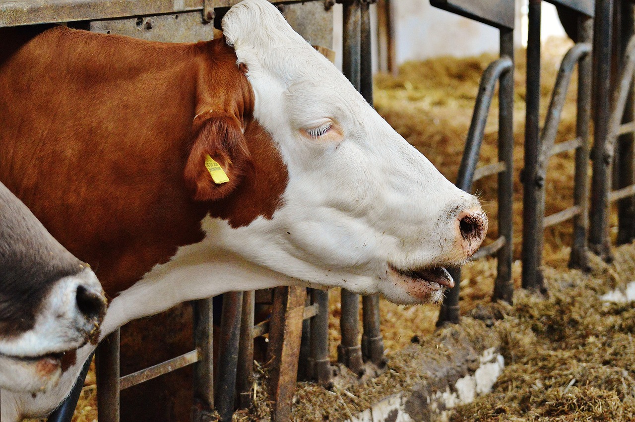 Cows Barn Stable Animals - Free photo on Pixabay - Pixabay
