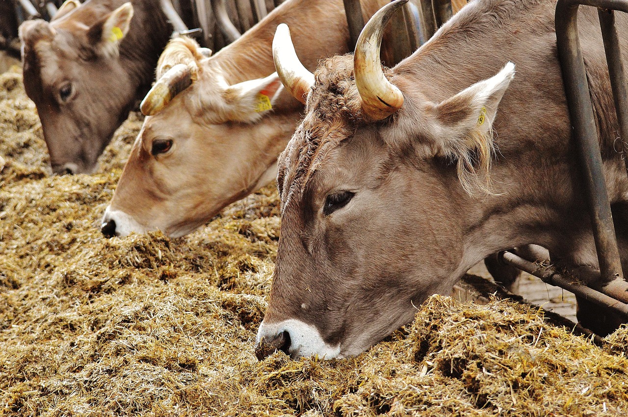 Cows Barn Stable Animals - Free photo on Pixabay - Pixabay