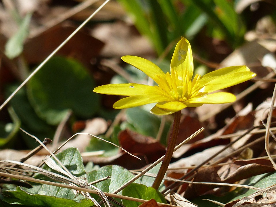 Flower Yellow Leaf - Free photo on Pixabay - Pixabay