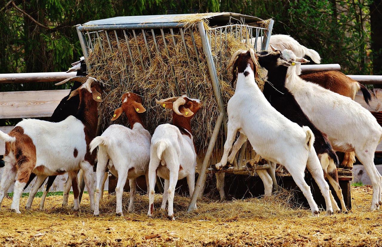 Cabras Animal Patio De La Granja - Foto gratis en Pixabay