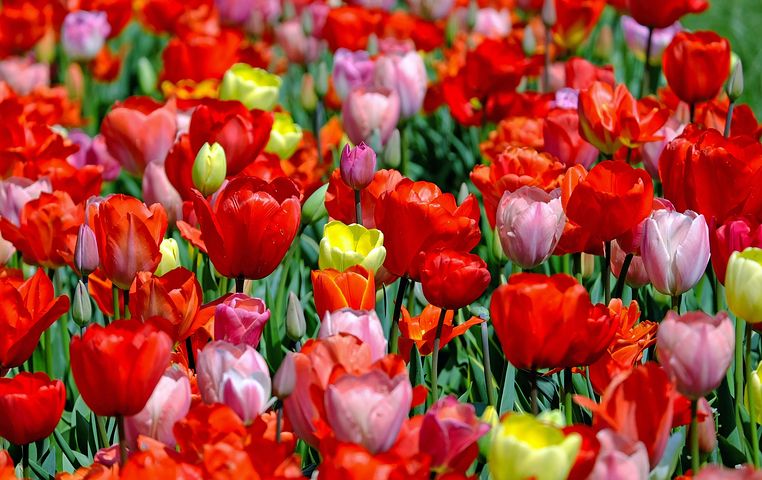 10,000+ Tulip Pictures and Photos in Hi-Res