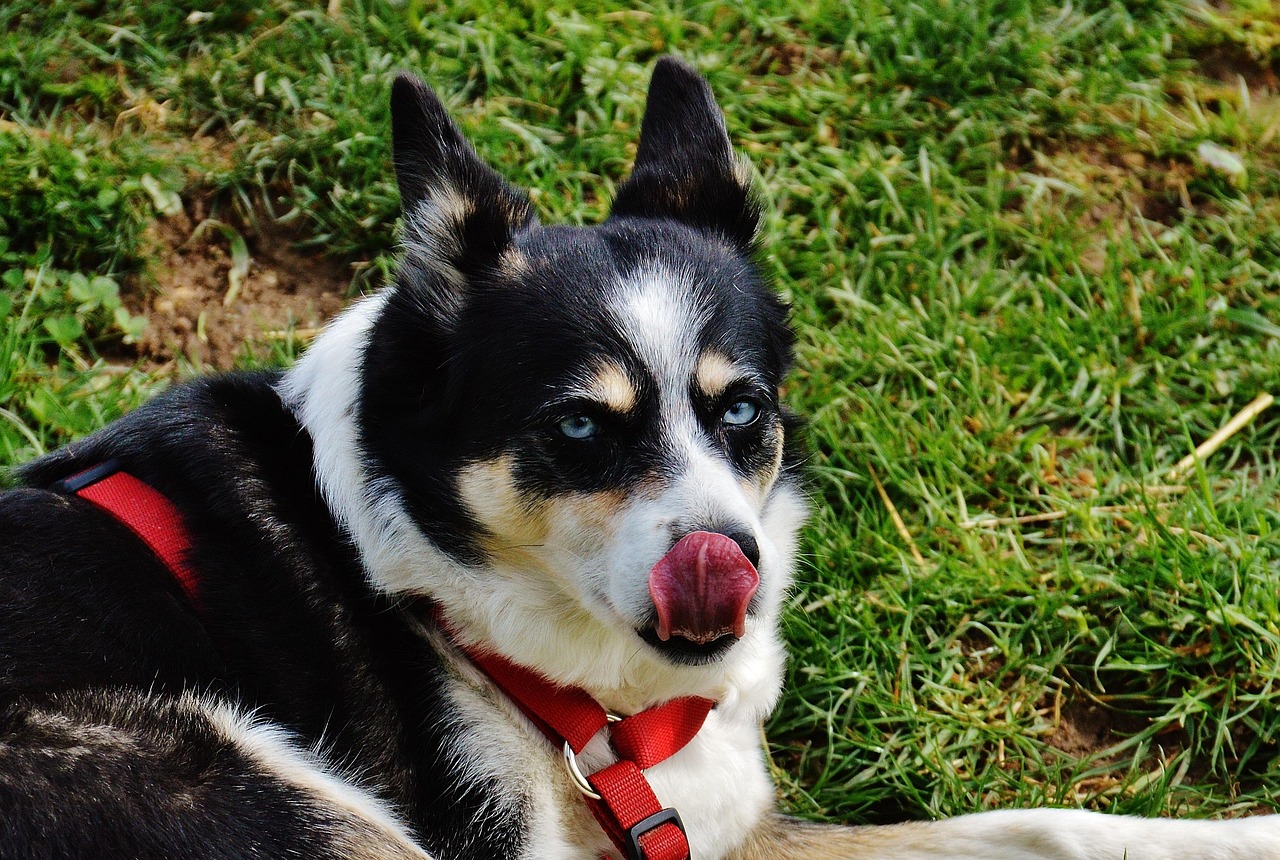 Husky Dog Animal Domestic - Free photo on Pixabay - Pixabay