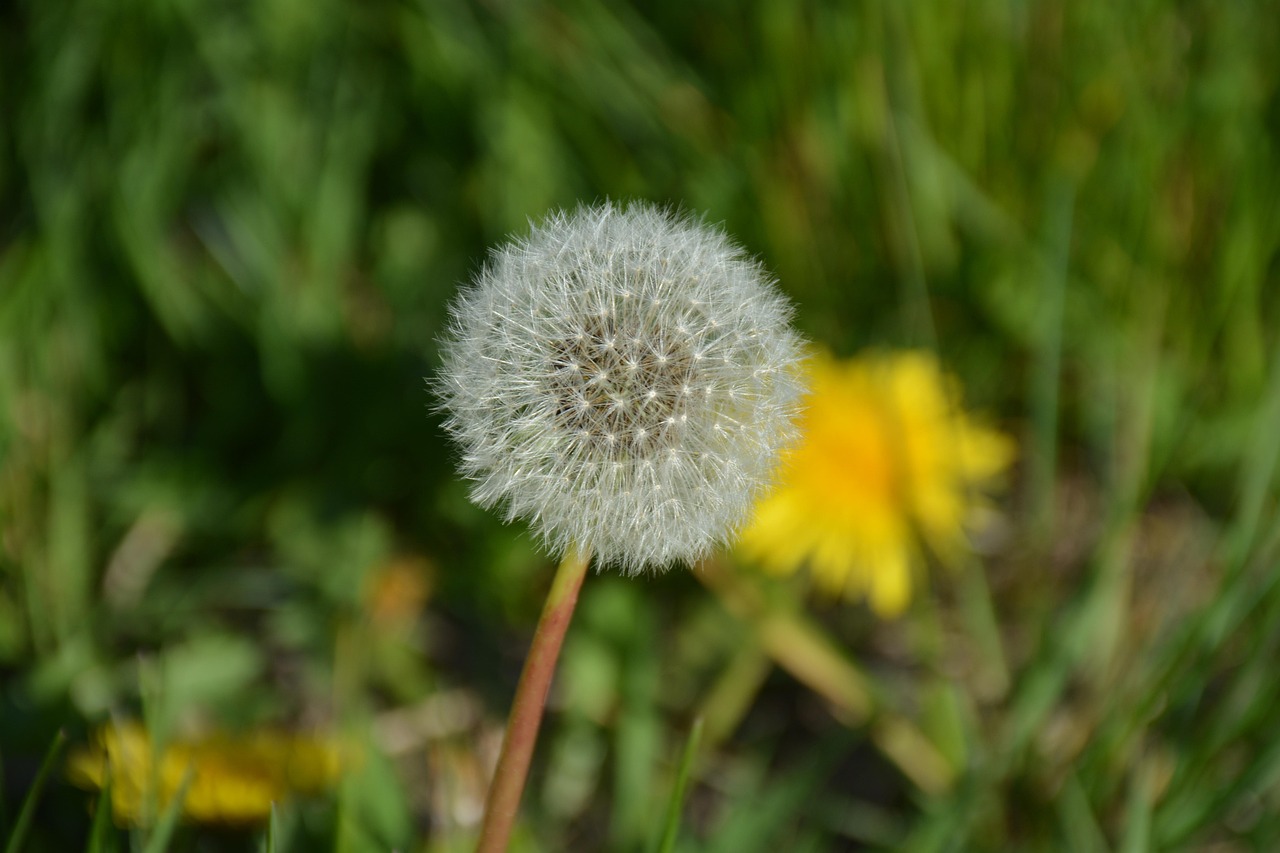 Flor Diente De León Amarillo - Foto gratis en Pixabay - Pixabay