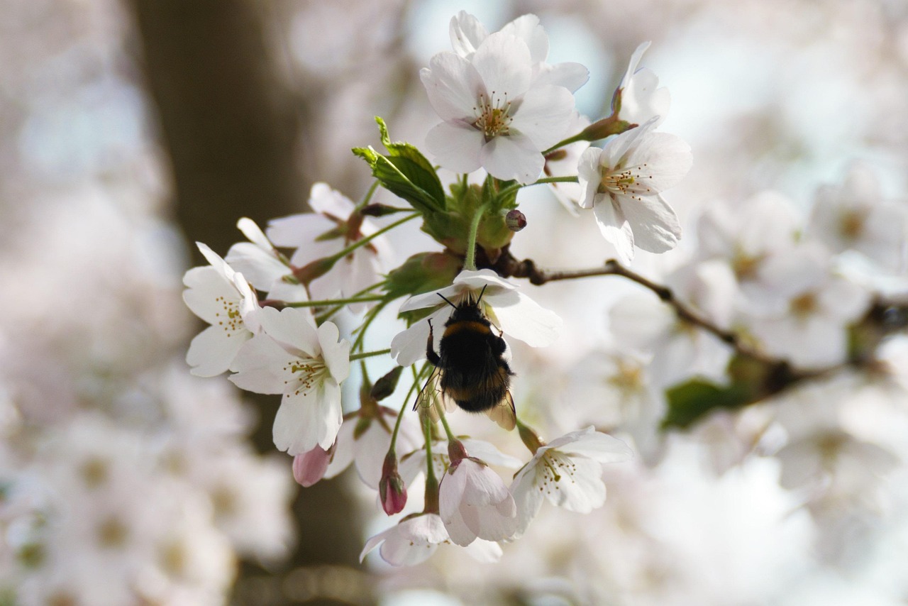 Hummel Weiss Insekt - Kostenloses Foto auf Pixabay - Pixabay