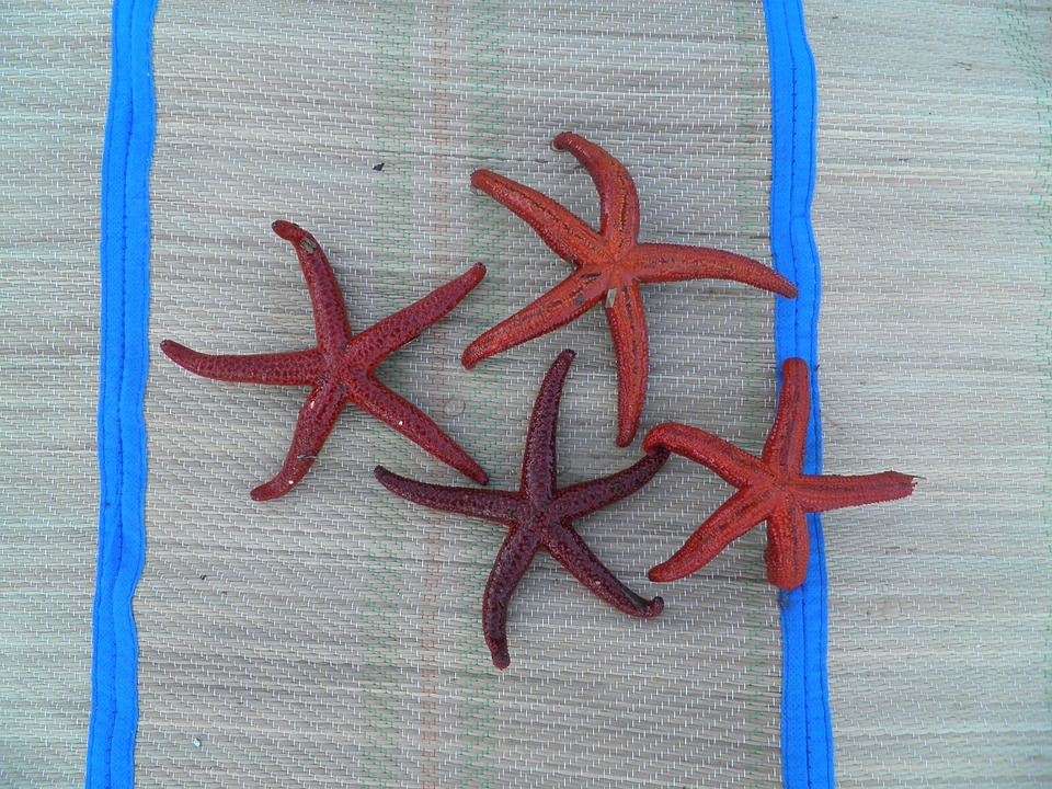 Stars Sea-Star Underwater - Free photo on Pixabay - Pixabay